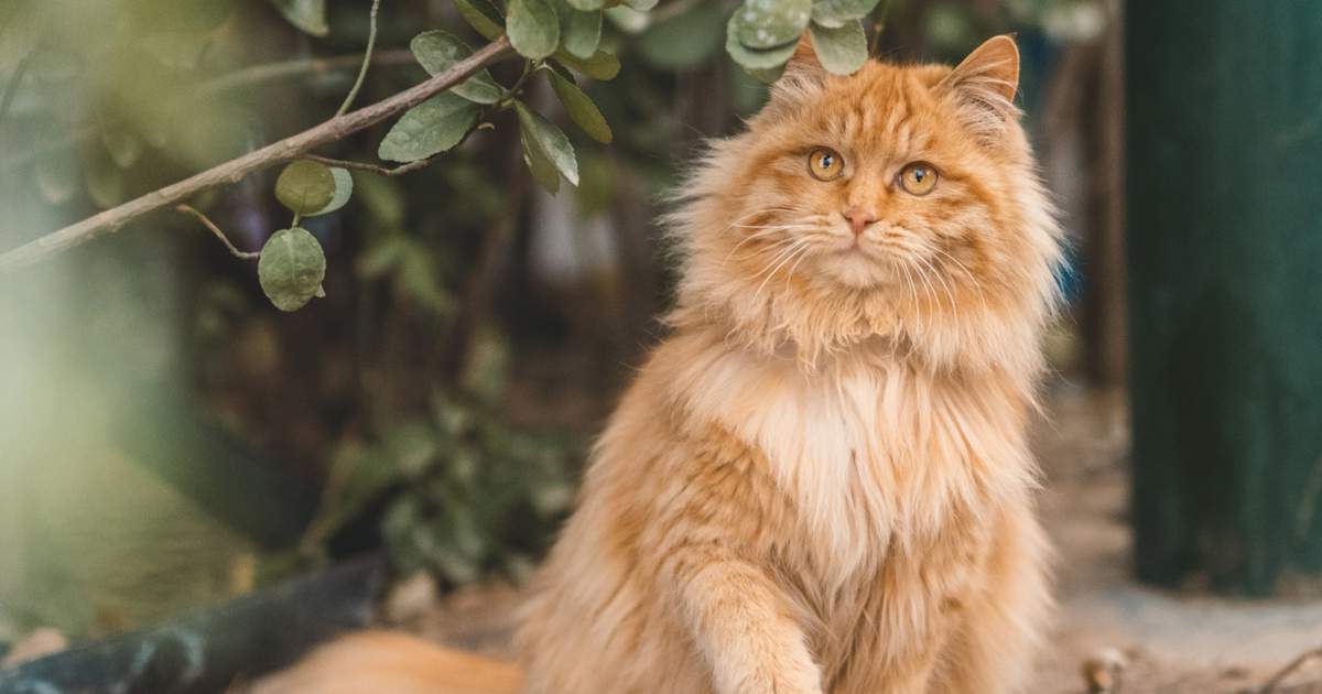 Las 10 razas de gatos naranjas más buscadas por la originalidad de su ...