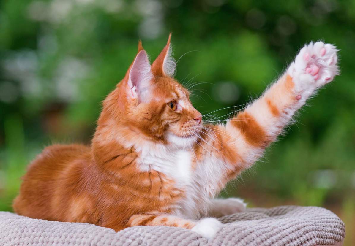 Las 10 razas de gatos naranjas más buscadas por la originalidad de su ...