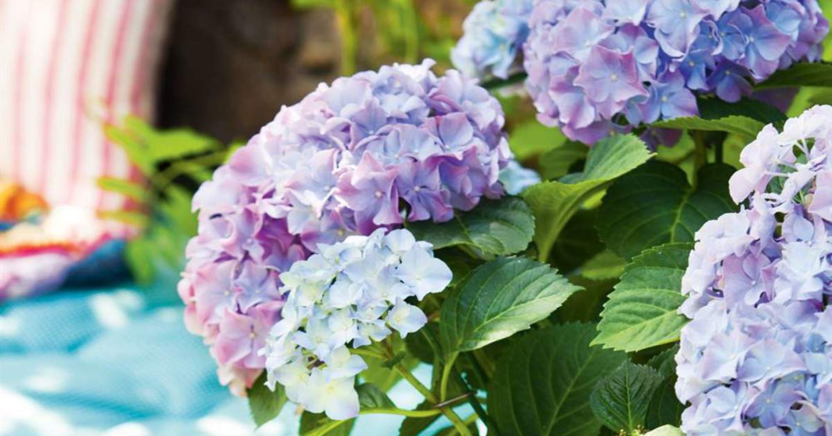 La guía definitiva para cultivar hortensias en el balcón y lograr que ...