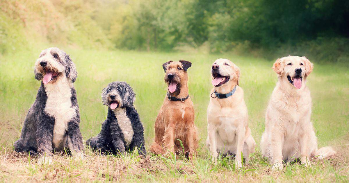 5 razas de perros a las que les encanta el agua y la playa