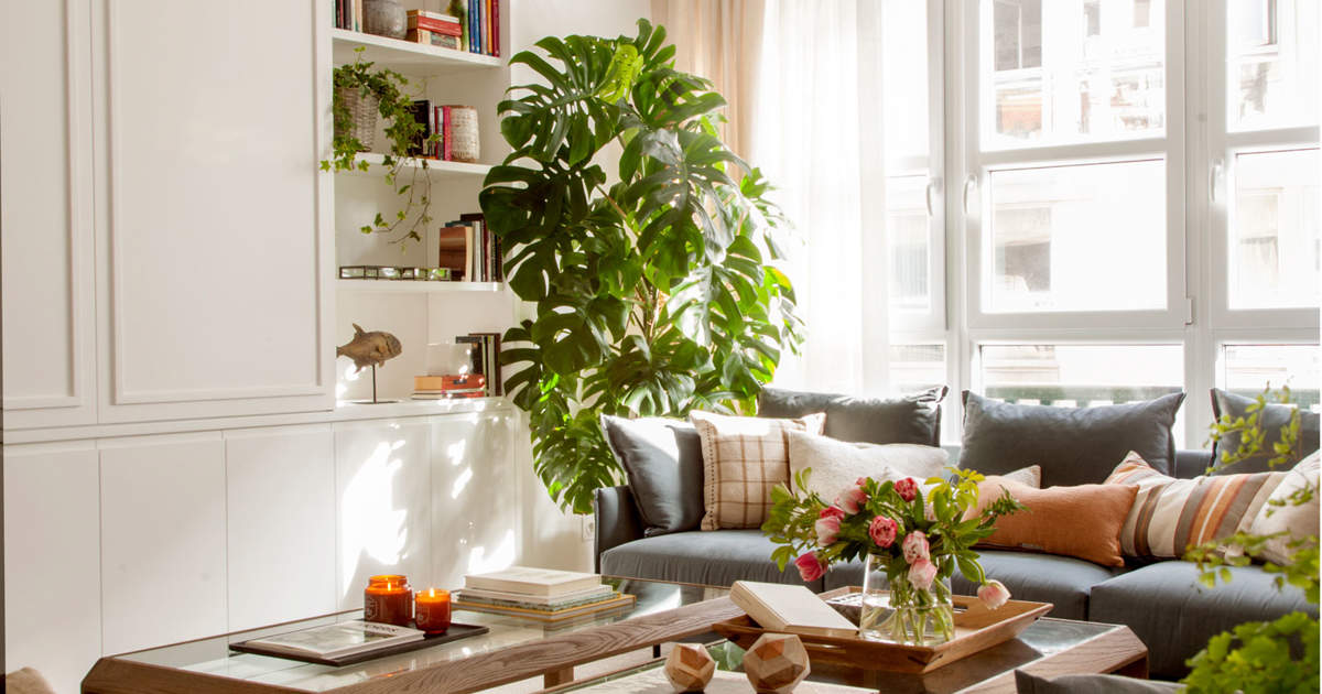 Monstera deliciosa, la única planta que no maté: ha sobrevivido con ...