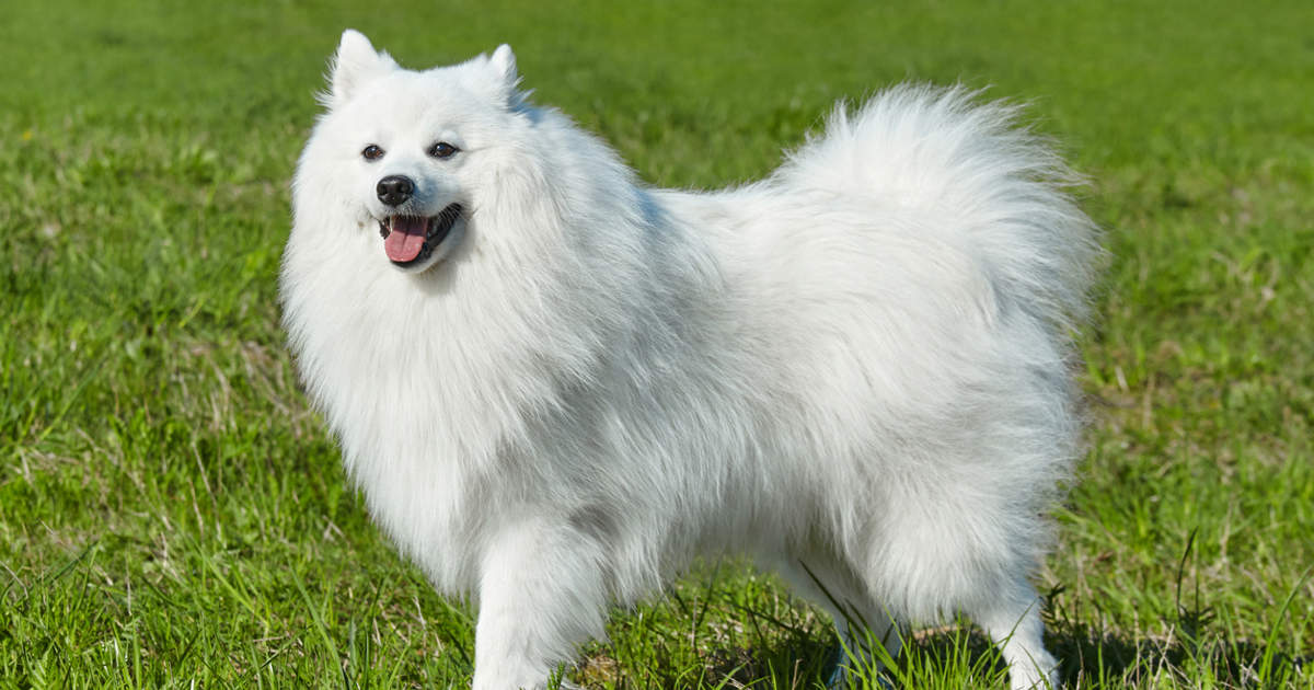 Hay Una Raza De Perro Llamada Spitz