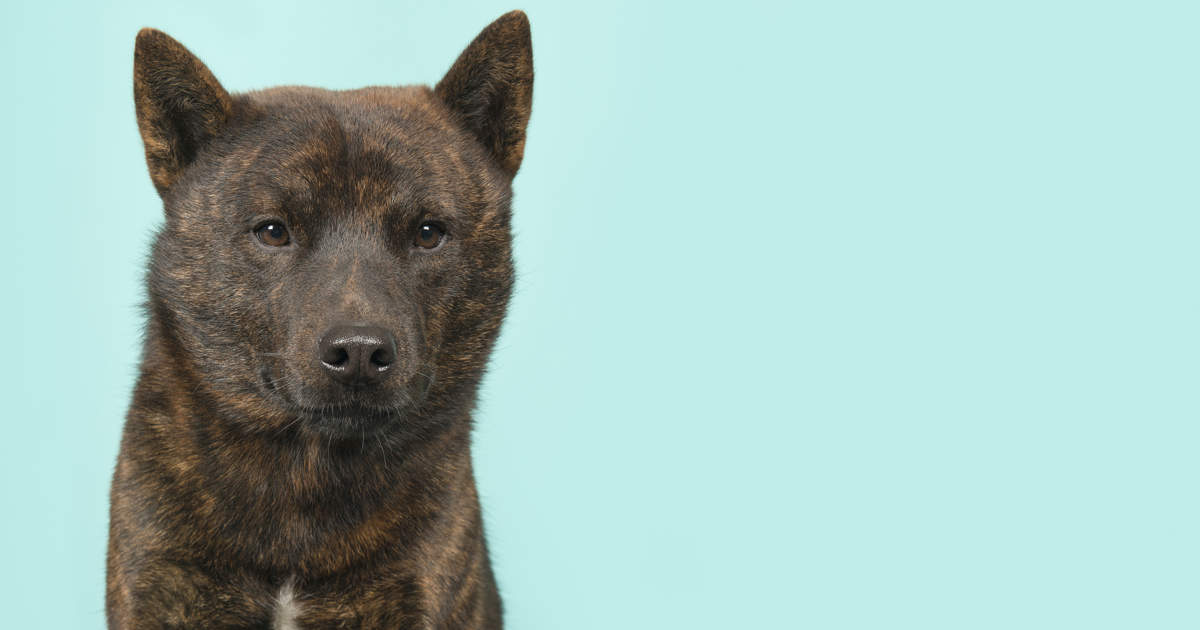 Kai Ken, el “perro tigre” japonés más exótico: cuidados ...
