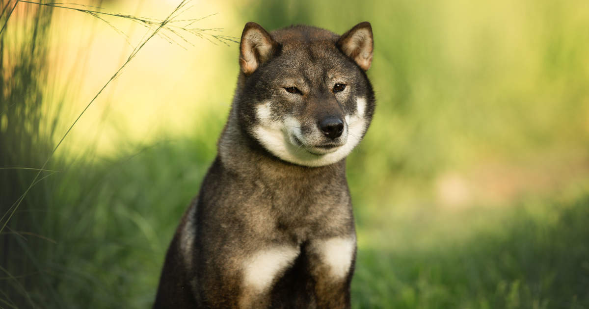 Shikoku inu, uno de los perros nacionales de Japón: cuidados ...