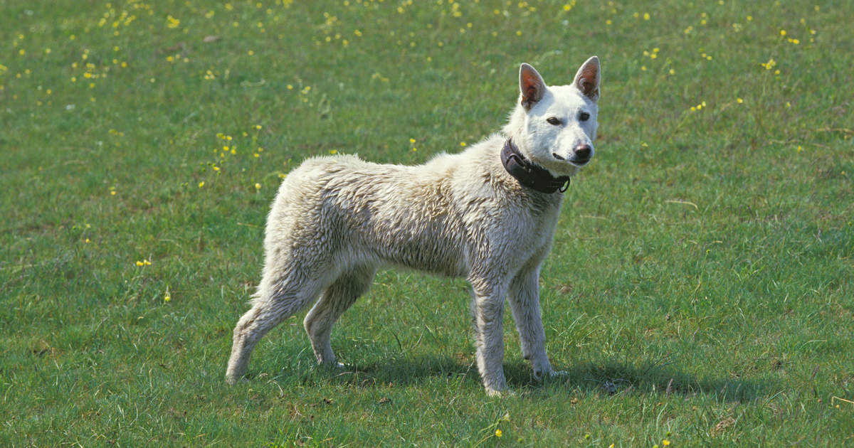 Kishu inu: carácter, cuidados, características y más