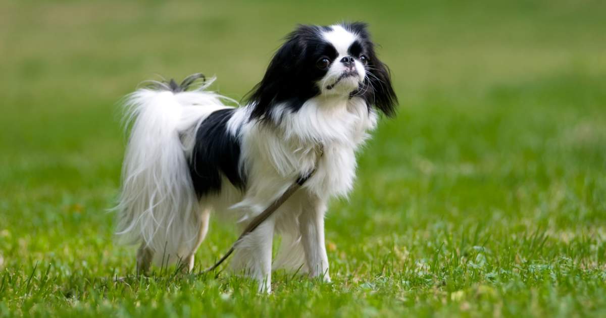 Spaniel japonés, el perro pequeño con personalidad felina que conquista ...