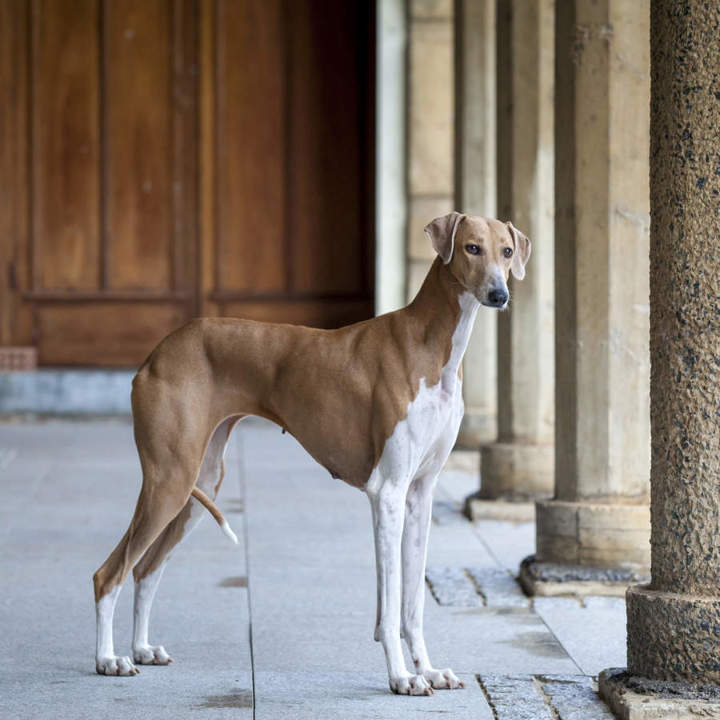 Así es el azawakh, uno de los perros más sensibles (y caros) del mundo ...