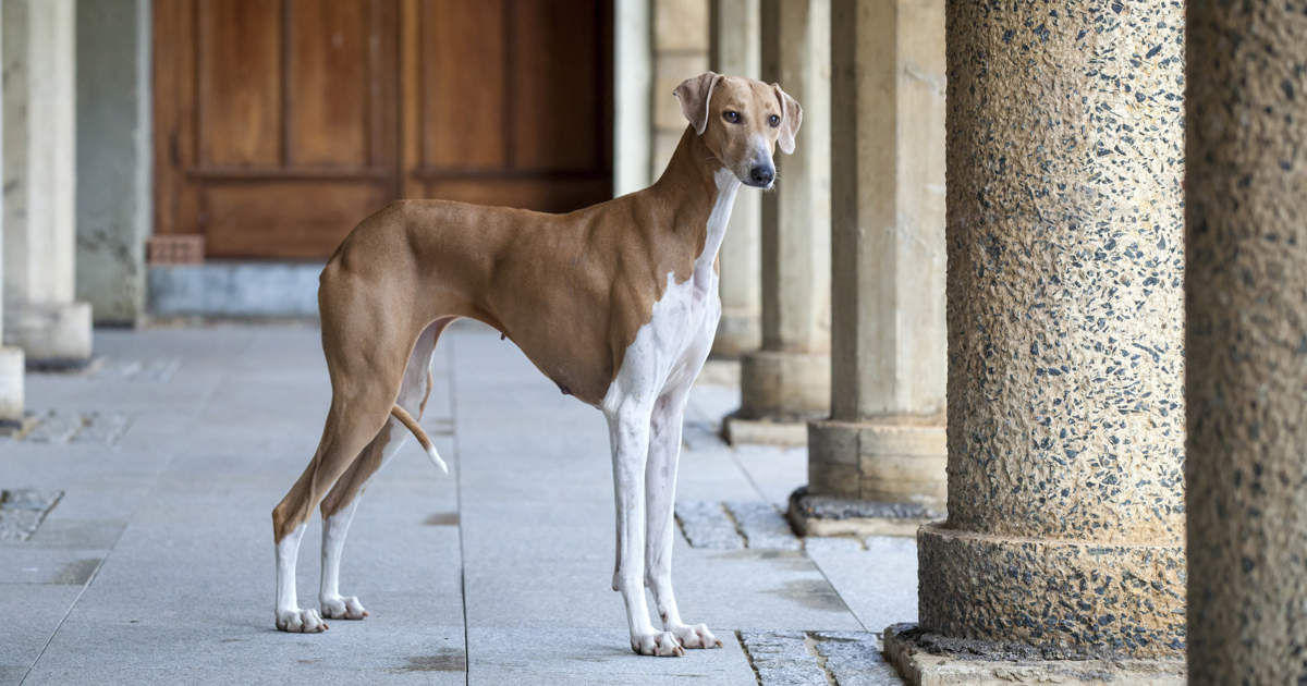 Así es el azawakh, uno de los perros más sensibles (y caros) del mundo ...