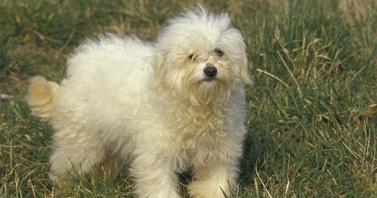 Bichón boloñés, el ''perro familiar'' que disfruta de dar paseos y es ...