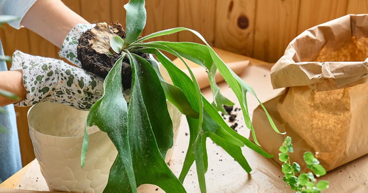 Helecho cuerno de ciervo: cómo cuidar la planta que necesita poco riego ...