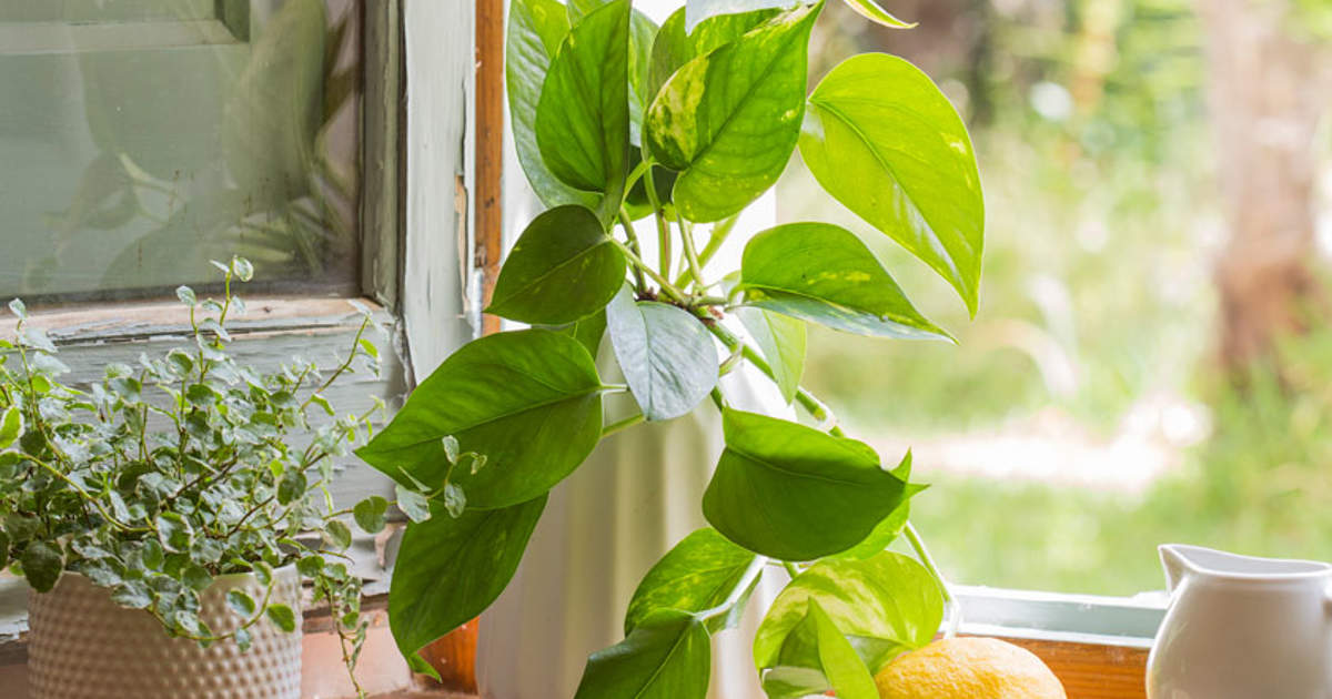 ¿Qué necesita el potus para vivir?: cómo y con qué frecuencia regarlo ...