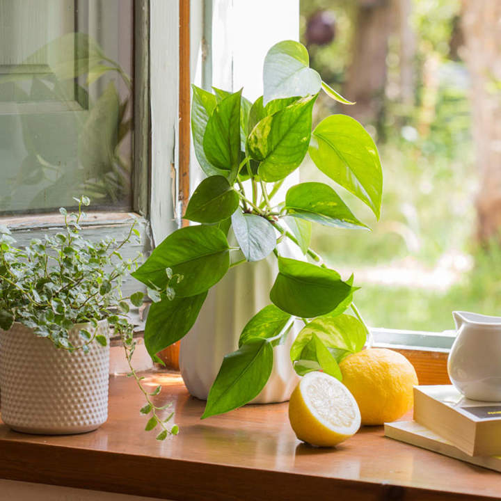 ¿Qué necesita el potus para vivir?: cómo y con qué frecuencia regarlo ...