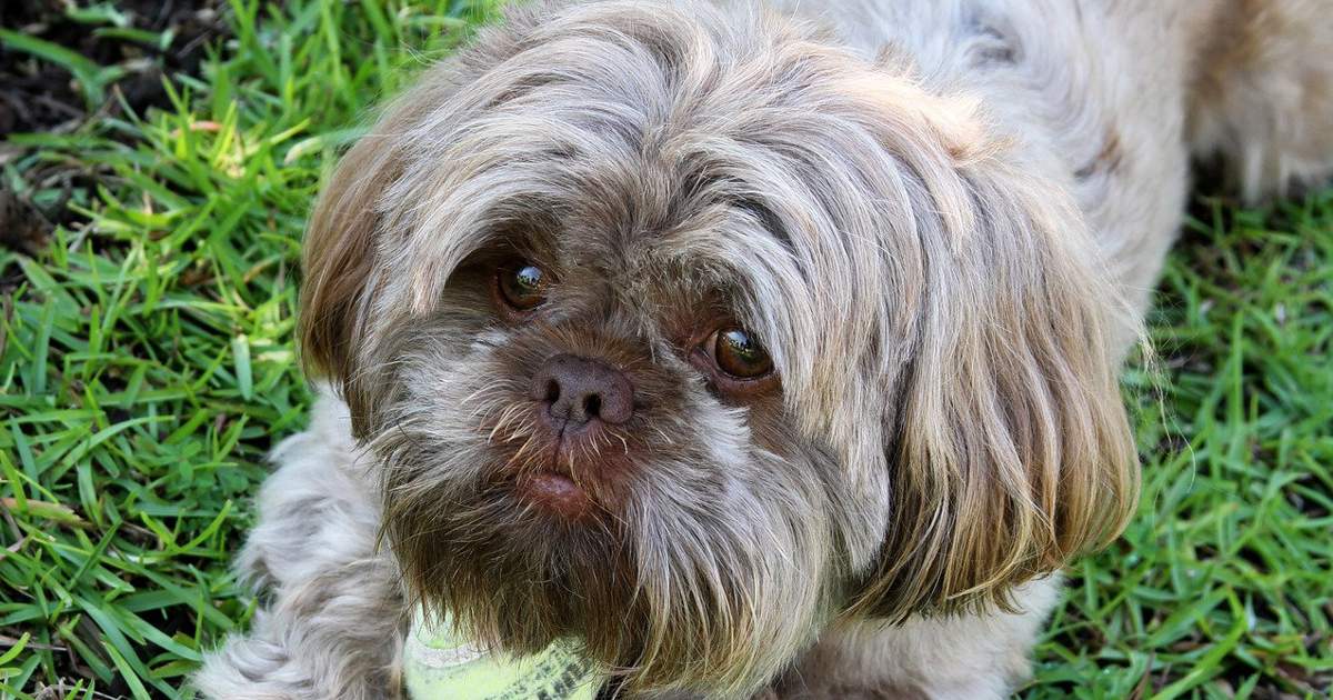 Wild Thang, el "perro más feo del mundo": pequeño, muy peludo y siempre ...