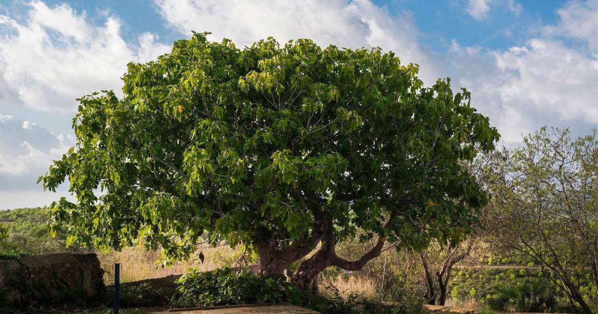 ¿Cómo podar una higuera correctamente? Descubre cómo y cuándo debes hacerlo