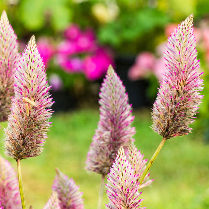 PTILOTUS JOEY, la planta resistente al sol y con flores rosas que no ...