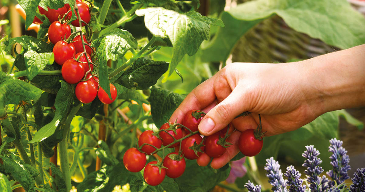 Trucos y consejos infalibles para que tus tomateras crezcan rápido y ...