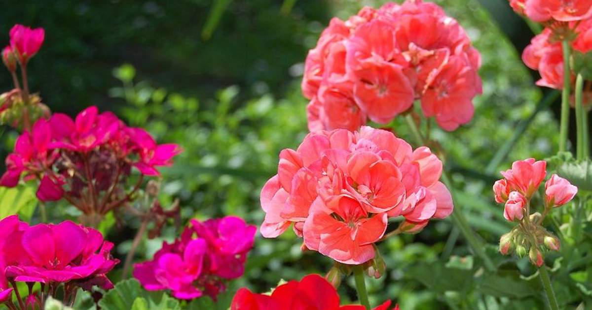 No es por el calor: 5 razones por las se te secan los geranios