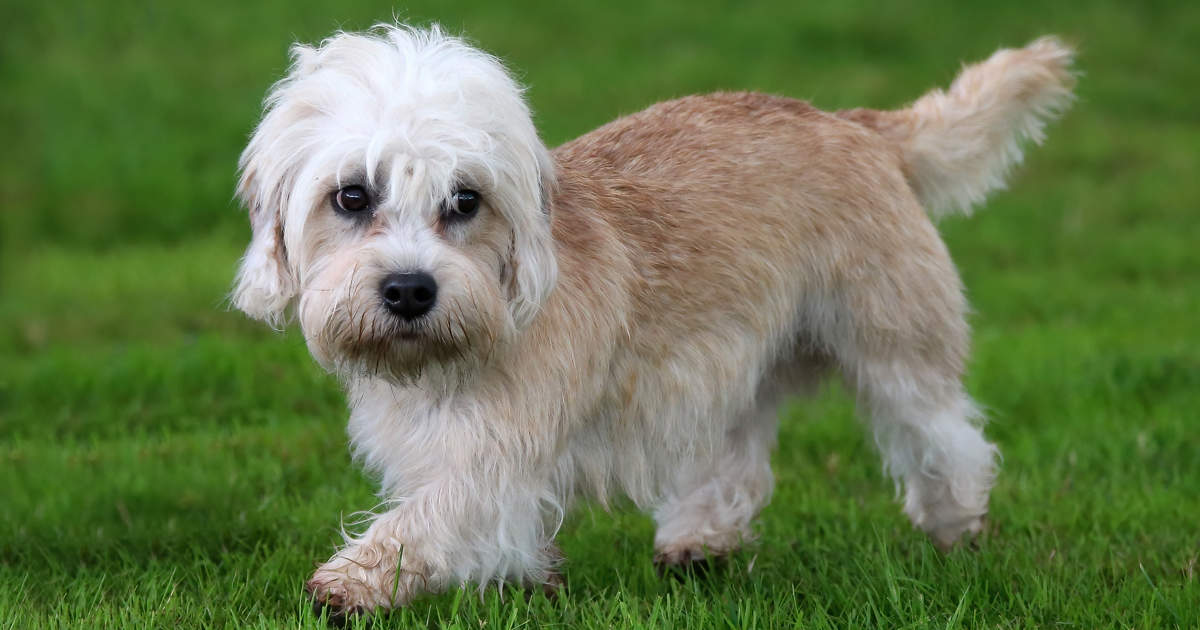 Un perro guardián y familiar: así es el Dandie Dinmont terrier, el ...