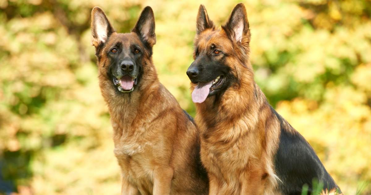 Los 10 Mejores Perros Guardianes