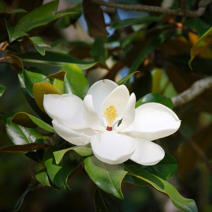La flor más elegante y estilosa: cuidados básicos de la magnolia y cómo ...