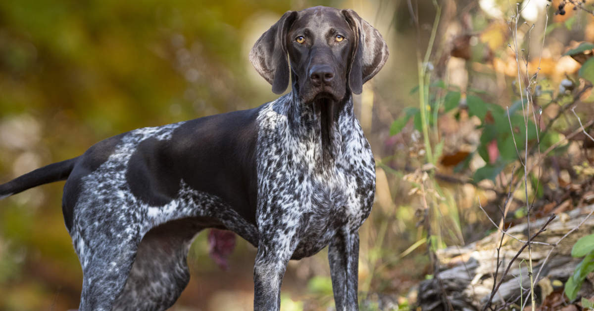 Perro braco alemán de pelo corto: todo sobre su carácter y cuidados