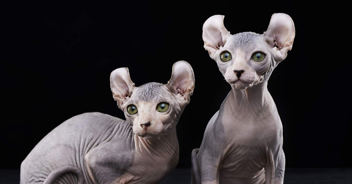 Gato elfo: características únicas, carácter y cuidados especiales