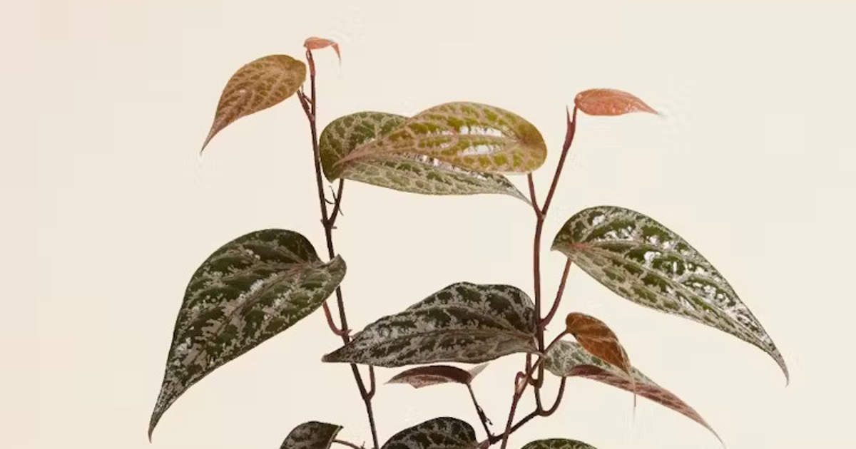 Piper crocatum: así es la extraña planta de interior que dará un toque ...