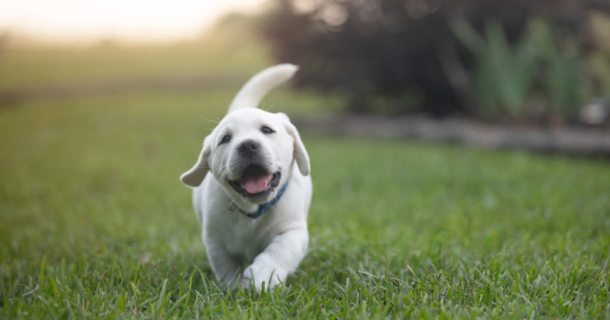 466 nombres para perras hembra de todos los estilos y para todos los ...