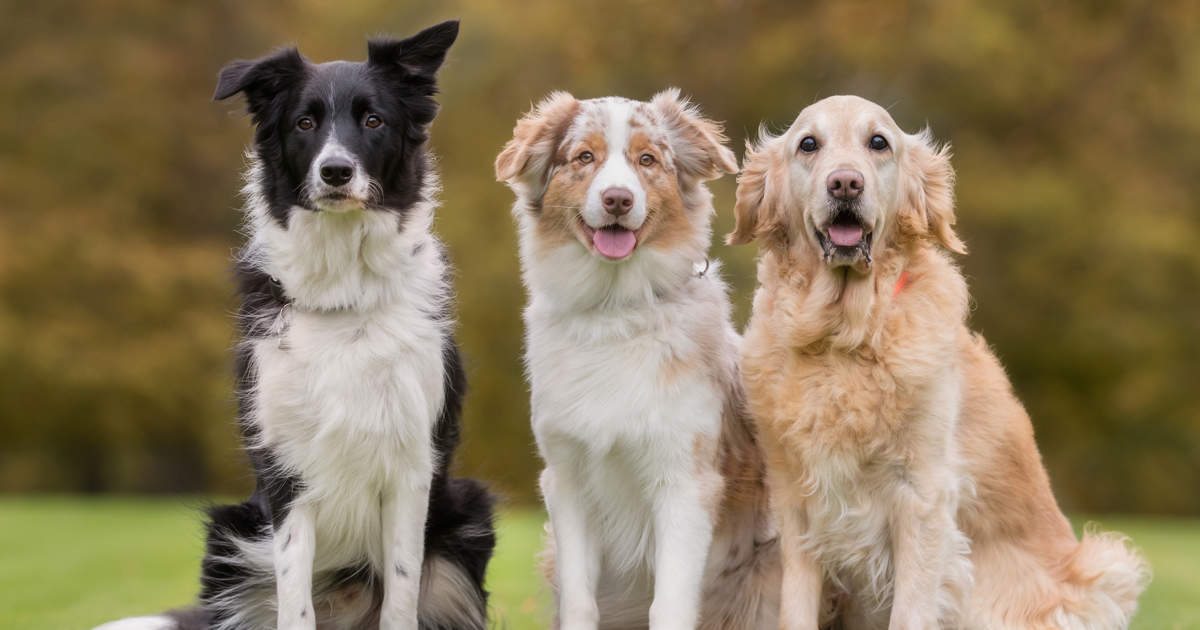 Razas de perros: nombres, fotos y características