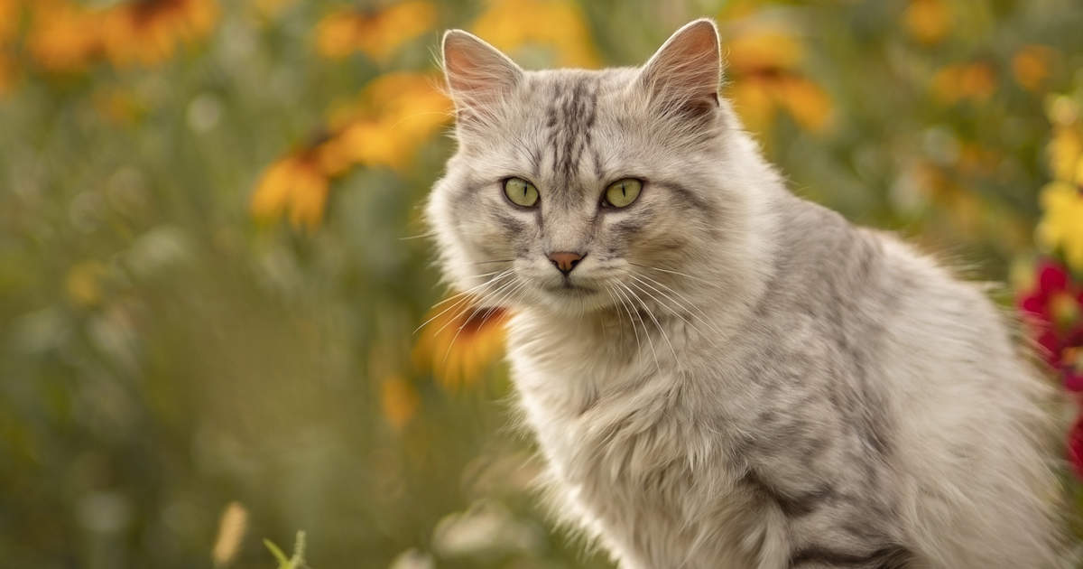 Razas de gatos: nombres, fotos y características
