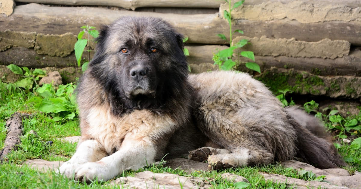 Perro pastor del Cáucaso: la raza de origen ruso que resiste hasta las ...