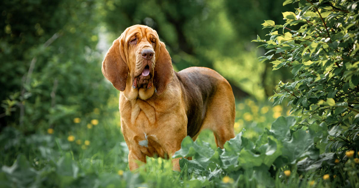 Bloodhound o perro de San Huberto: un sabueso criado por los monjes que ...