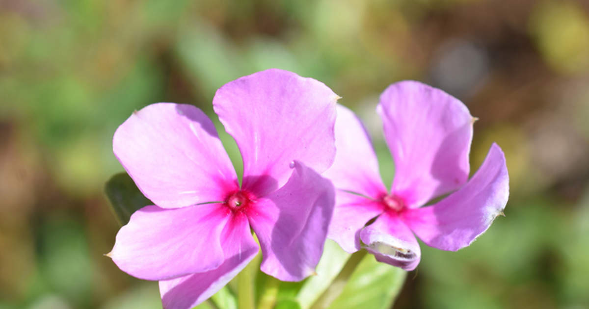 Vinca, la planta de exterior que se convertirá en la protagonista del ...