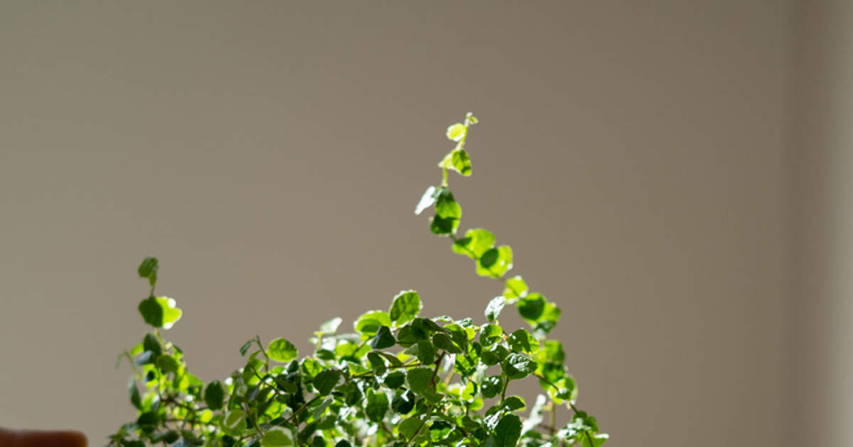 Ficus pumila: cuidados, consejos y trucos para la planta trepadora más ...