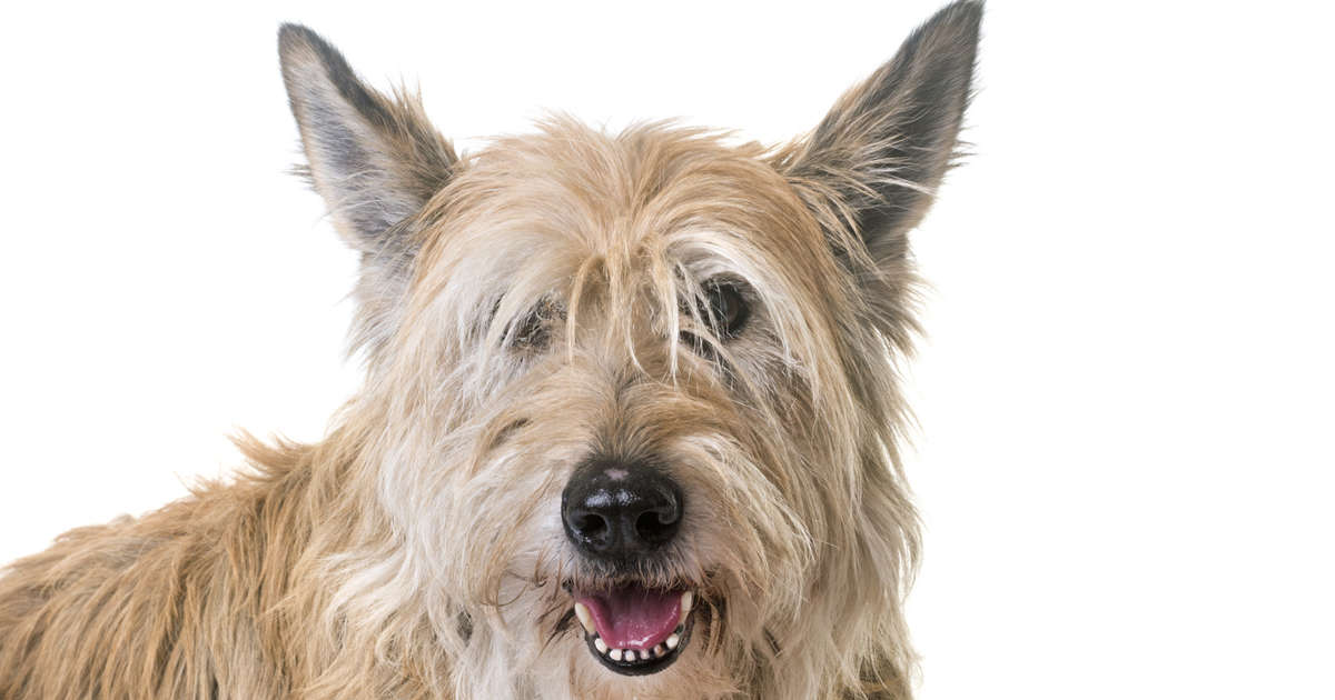 Berger picard o pastor de Picardía: cuidados y características de este ...