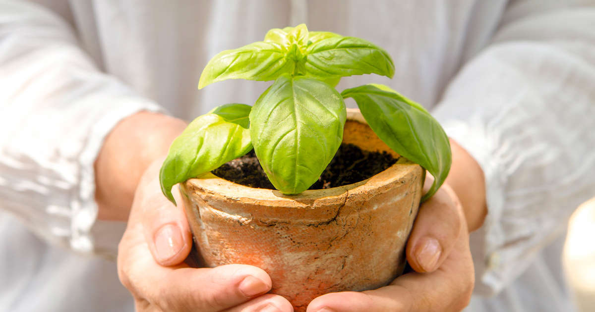 Albahaca: cuidados, propiedades y cómo plantarla