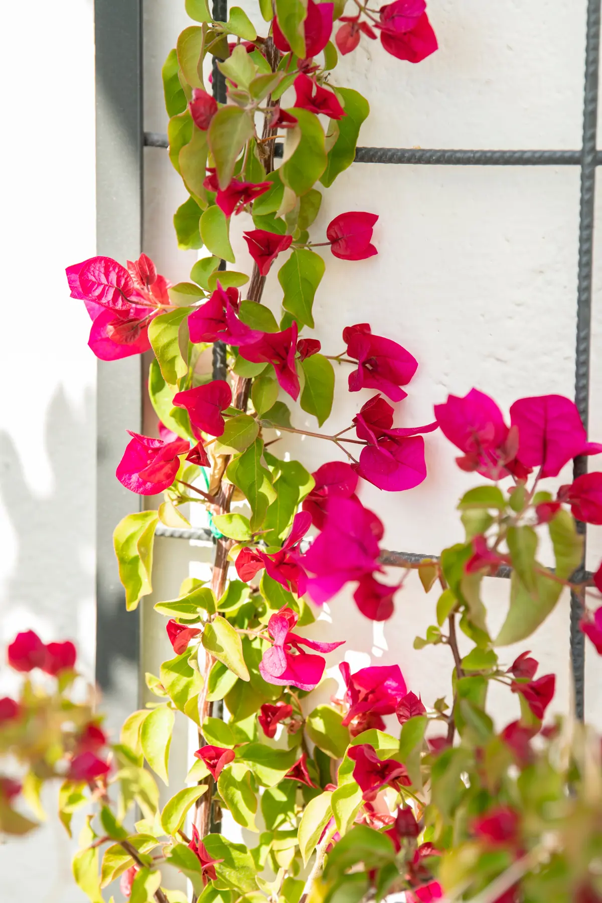 Si tuviera una terraza o balcón, plantaría estas 7 plantas trepadoras ...