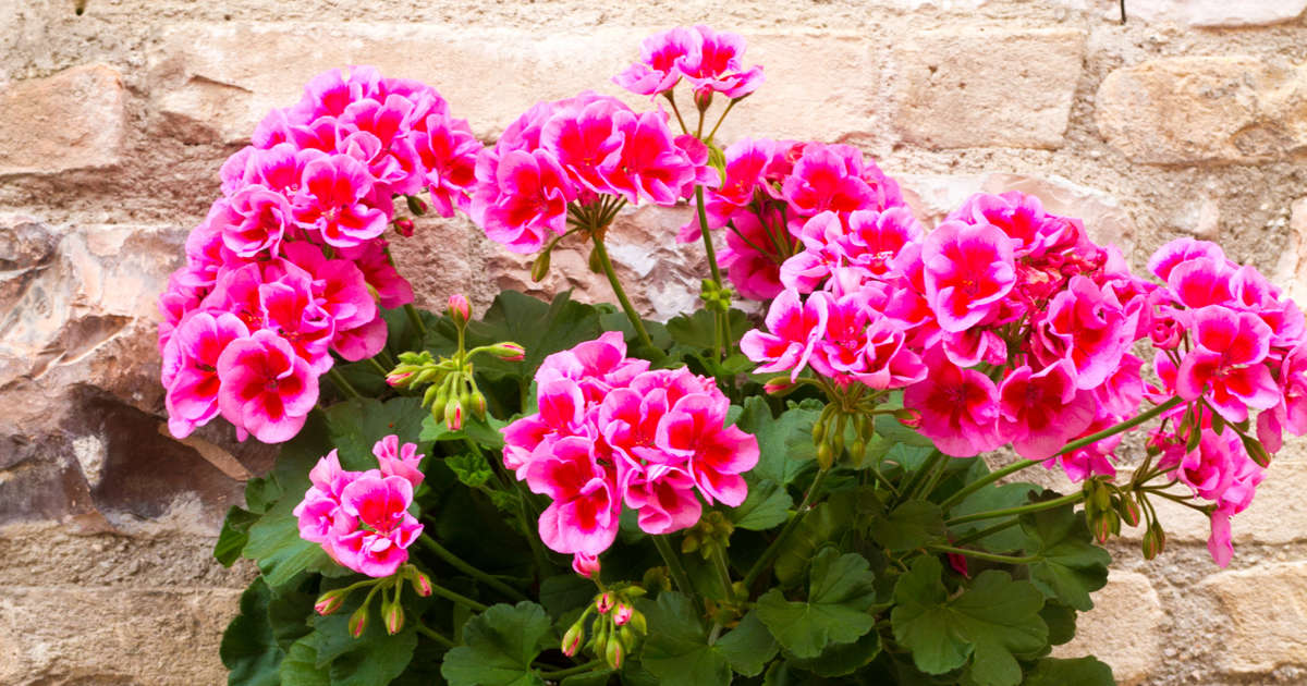 Geranio: cuidados, consejos y trucos para dar vida a tu jardín o balcón
