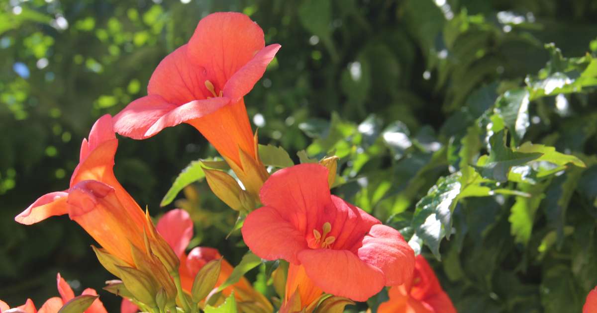 Planta pintalabios o lipstick: una planta con flor y belleza tropical ...