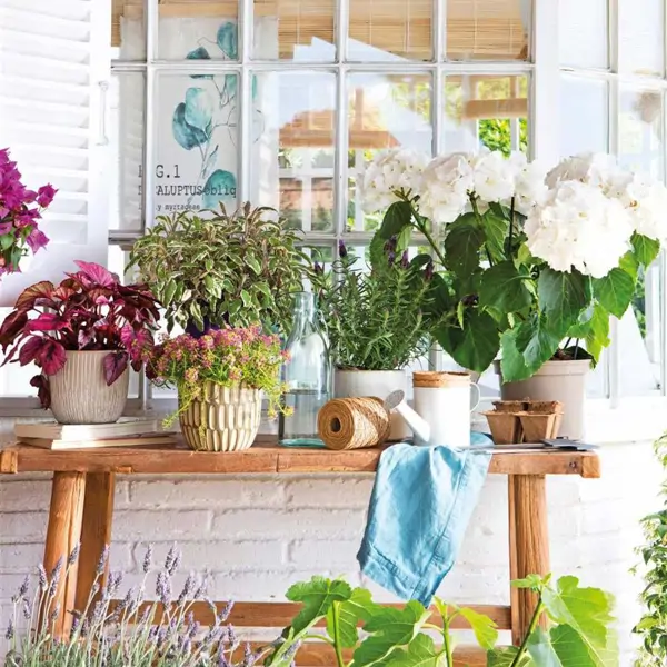 Plantas de hojas grandes de interior y exterior: nombres y fotos