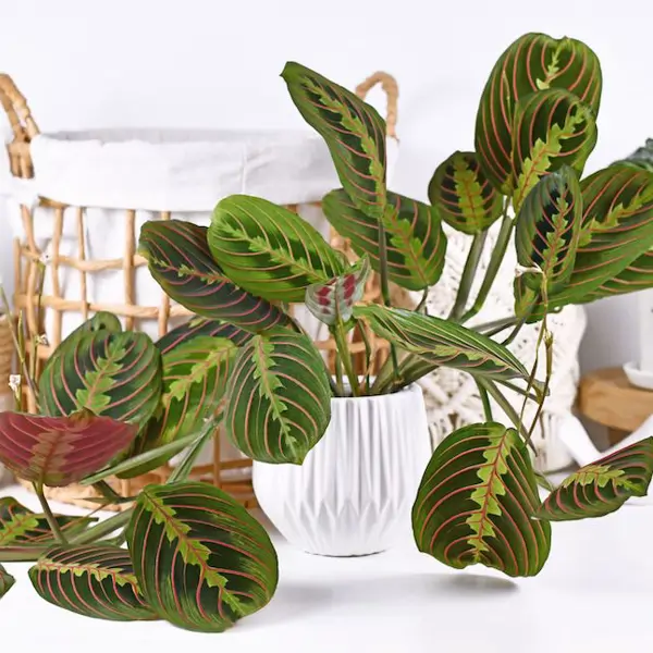 Plantas de hojas grandes de interior y exterior: nombres y fotos