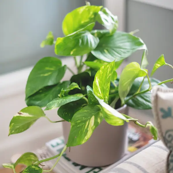 Cuidados de la planta del café o cafeto: características y cultivo