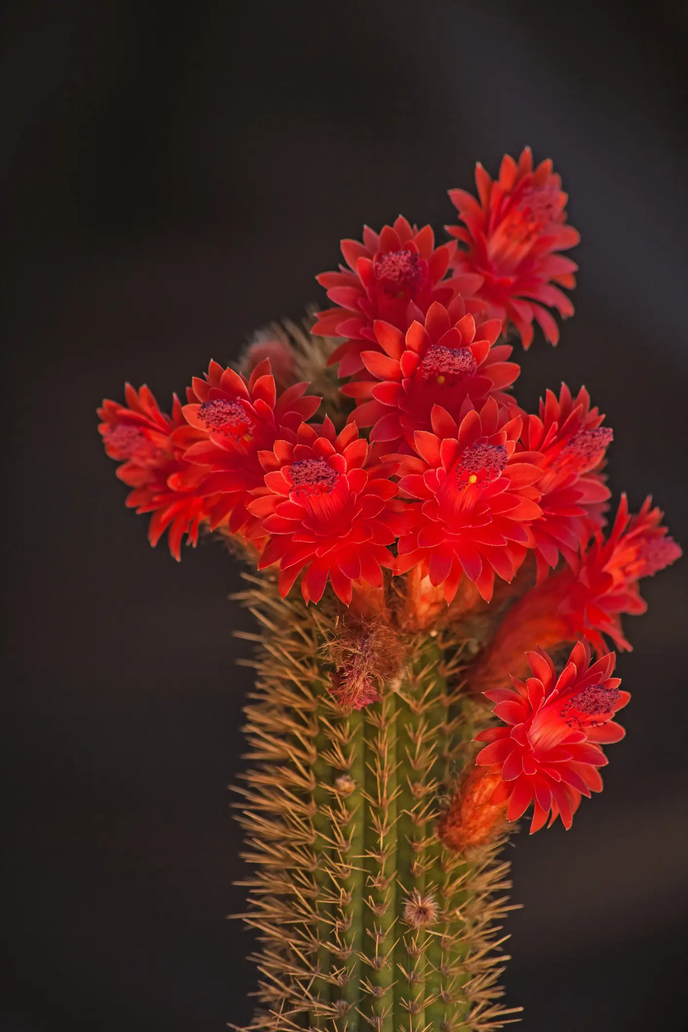 Descubre cuáles son los cactus con flores más bellos, resistentes y ...