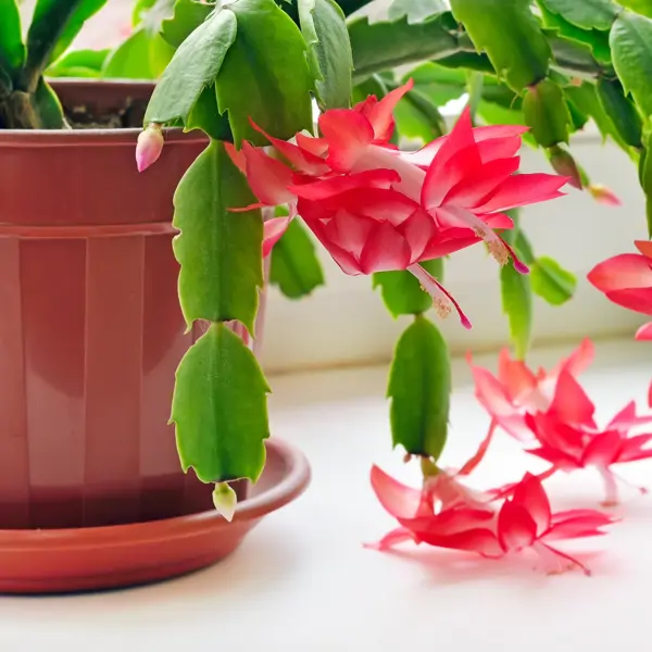 Kalanchoe blossfeldiana: cuidados y todos los consejos para mantenerlo en buen estado