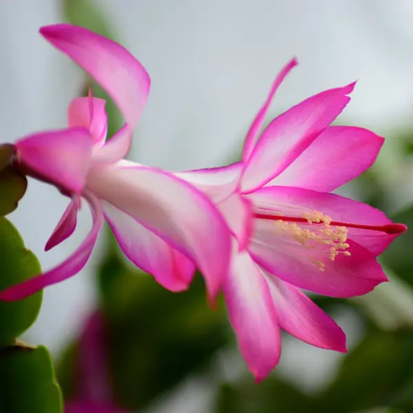 Kalanchoe blossfeldiana: cuidados y todos los consejos para mantenerlo en buen estado