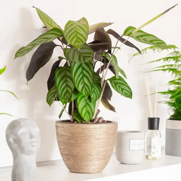 Pulgón blanco: qué es, cómo afecta a las plantas y cómo prevenirlo y ...