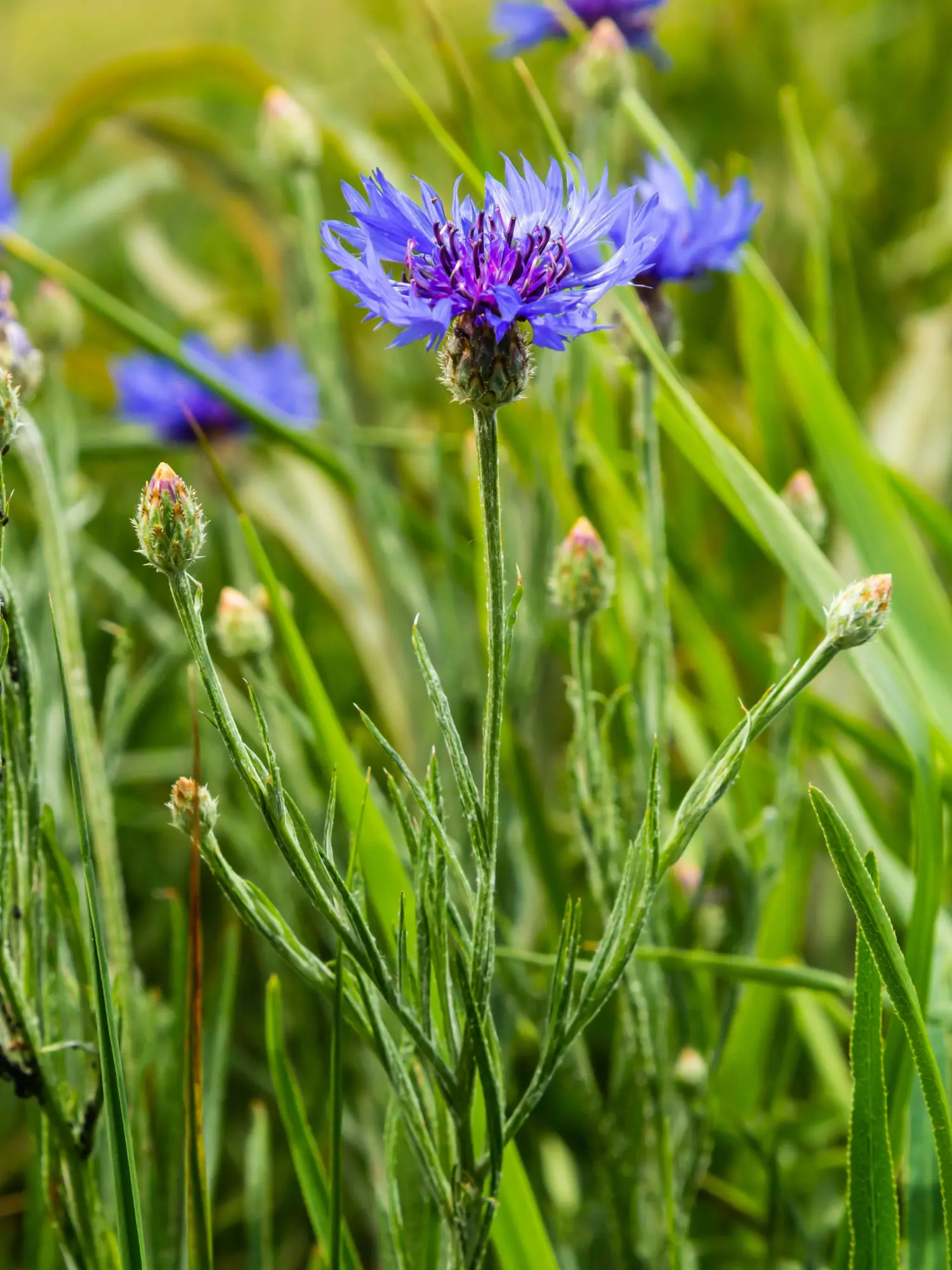 10 plantas con flor para plantar en MARZO y tener una terraza o jardín ...