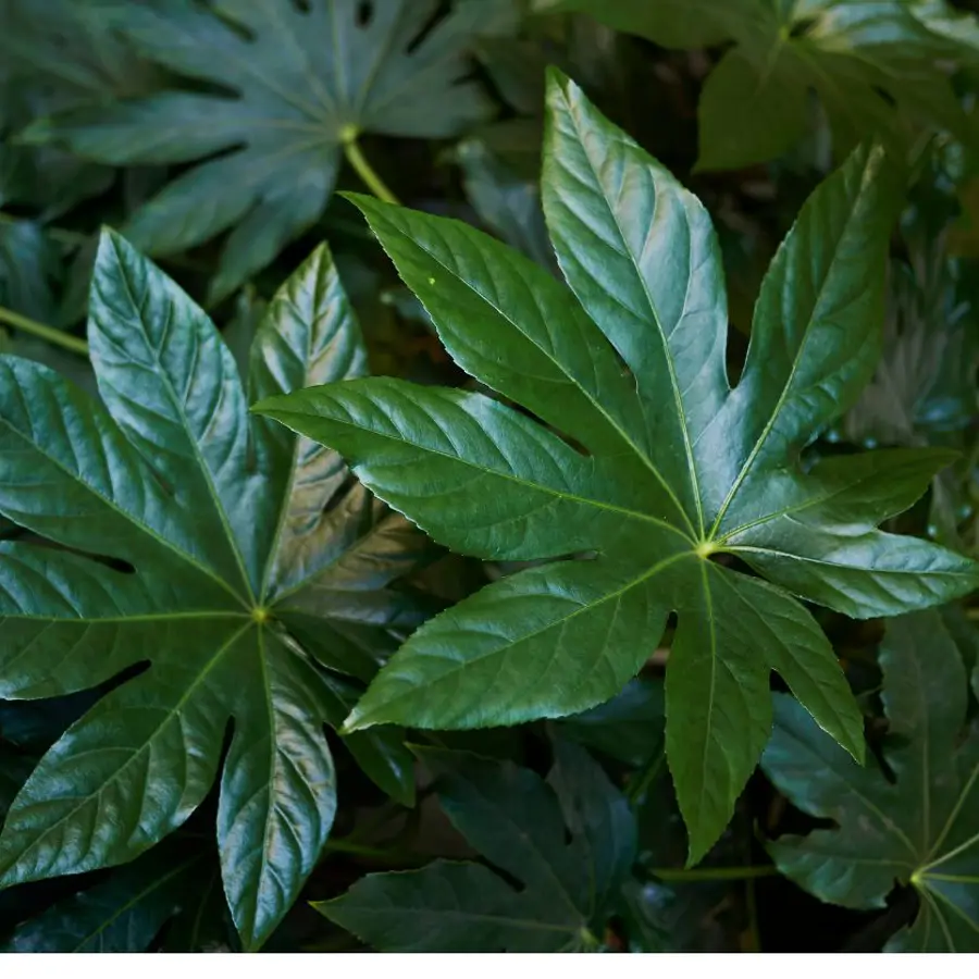 Aralia o Fatsia japonica: cuidados y consejos para cultivarla y ...