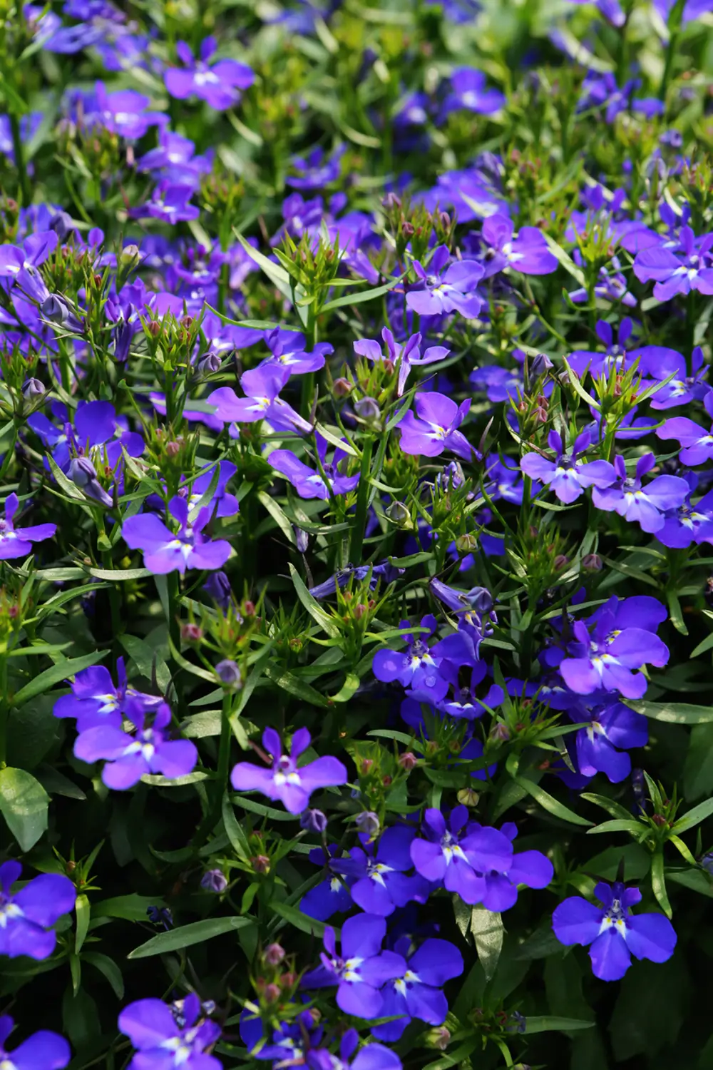 Cuidados de la lobelia, la planta de larga floración que decorará tu jardín
