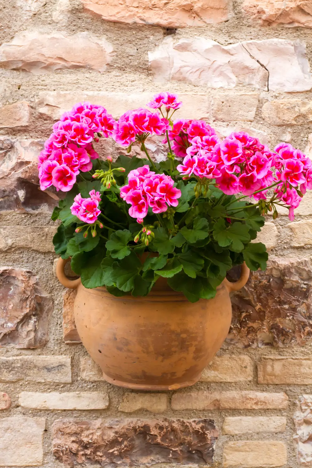 Cómo cultivar el geranio, la planta con flor 'imprescindible' de los ...